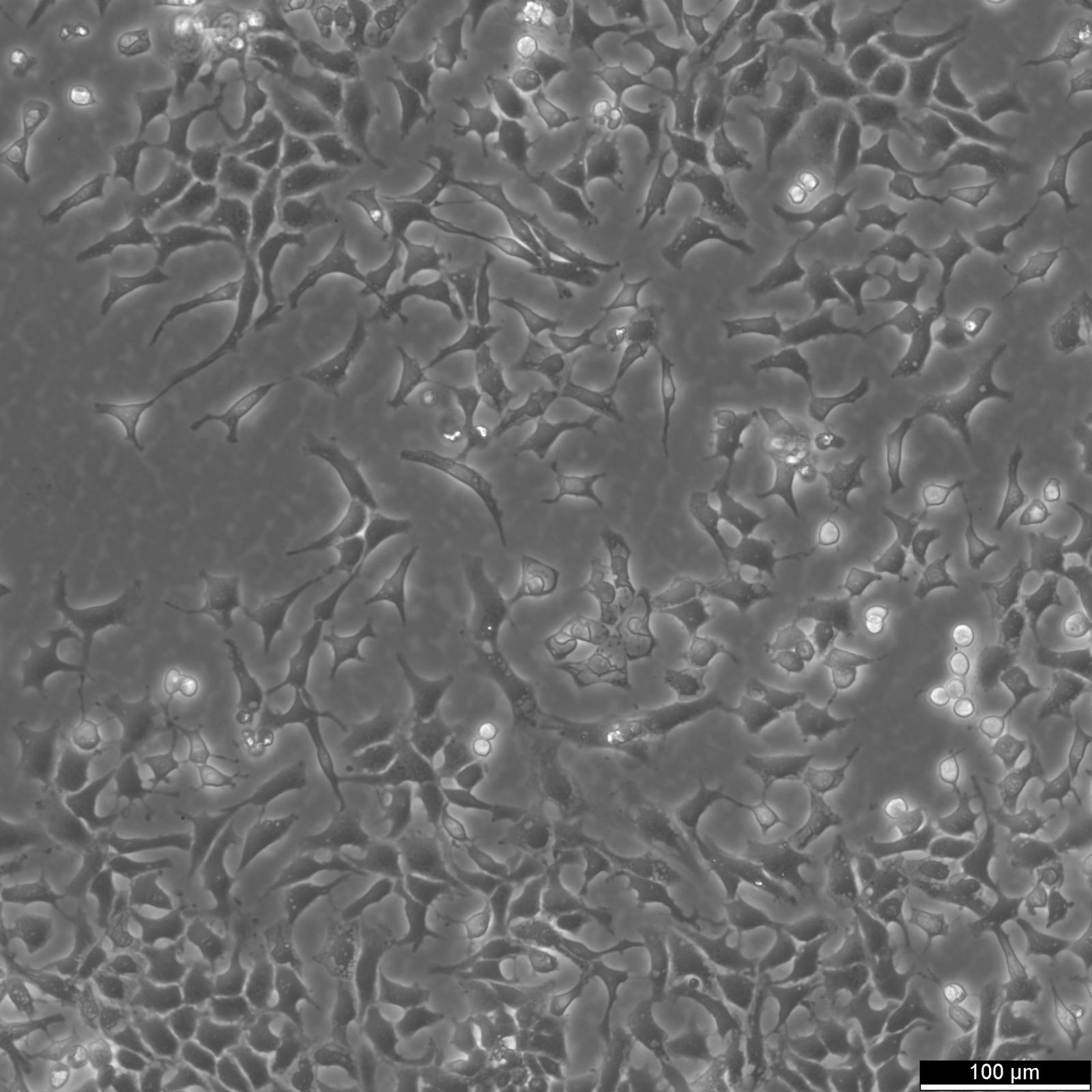 CHO Cell Line in Bioproduction: Applications and Innovations CHO Cell Line in Bioproduction: Applications and Innovations